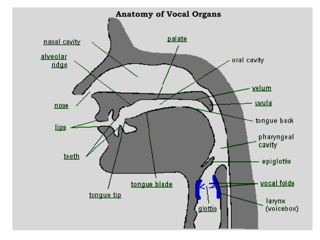 The Anatomy and Physiology of Speech Production(Phonetics) | PPTX