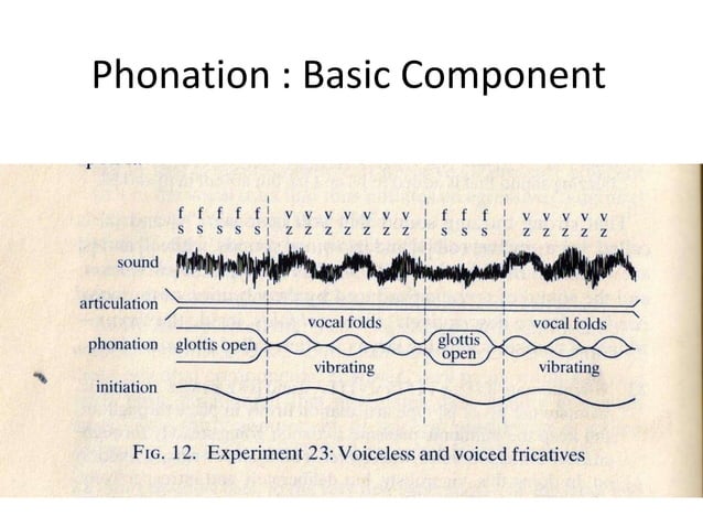 The Anatomy and Physiology of Speech Production(Phonetics) | PPTX