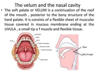 The Anatomy and Physiology of Speech Production(Phonetics) | PPTX