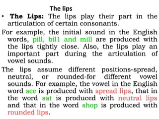 The Anatomy and Physiology of Speech Production(Phonetics) | PPTX