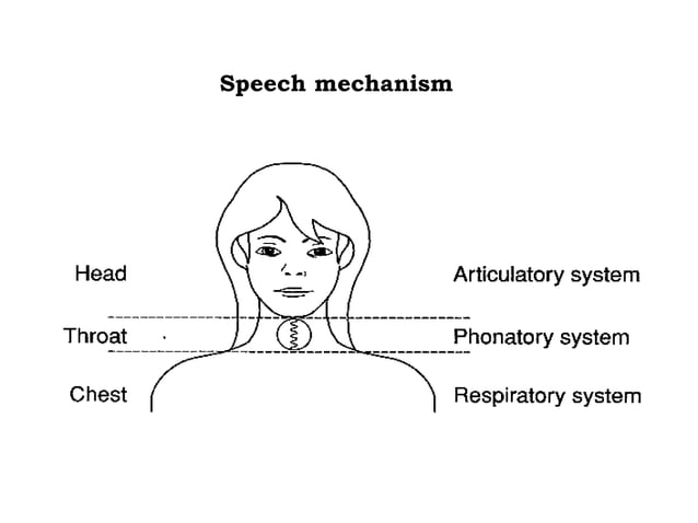 The Anatomy and Physiology of Speech Production(Phonetics) | PPTX