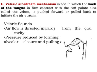 The Anatomy and Physiology of Speech Production(Phonetics) | PPTX