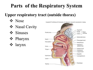 Upper Respiratory Anatomy And Physiology