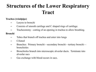 The anatomy and physiology of the respiratory system | PPTX