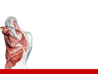 The anatomy of a church - an examination | PPT