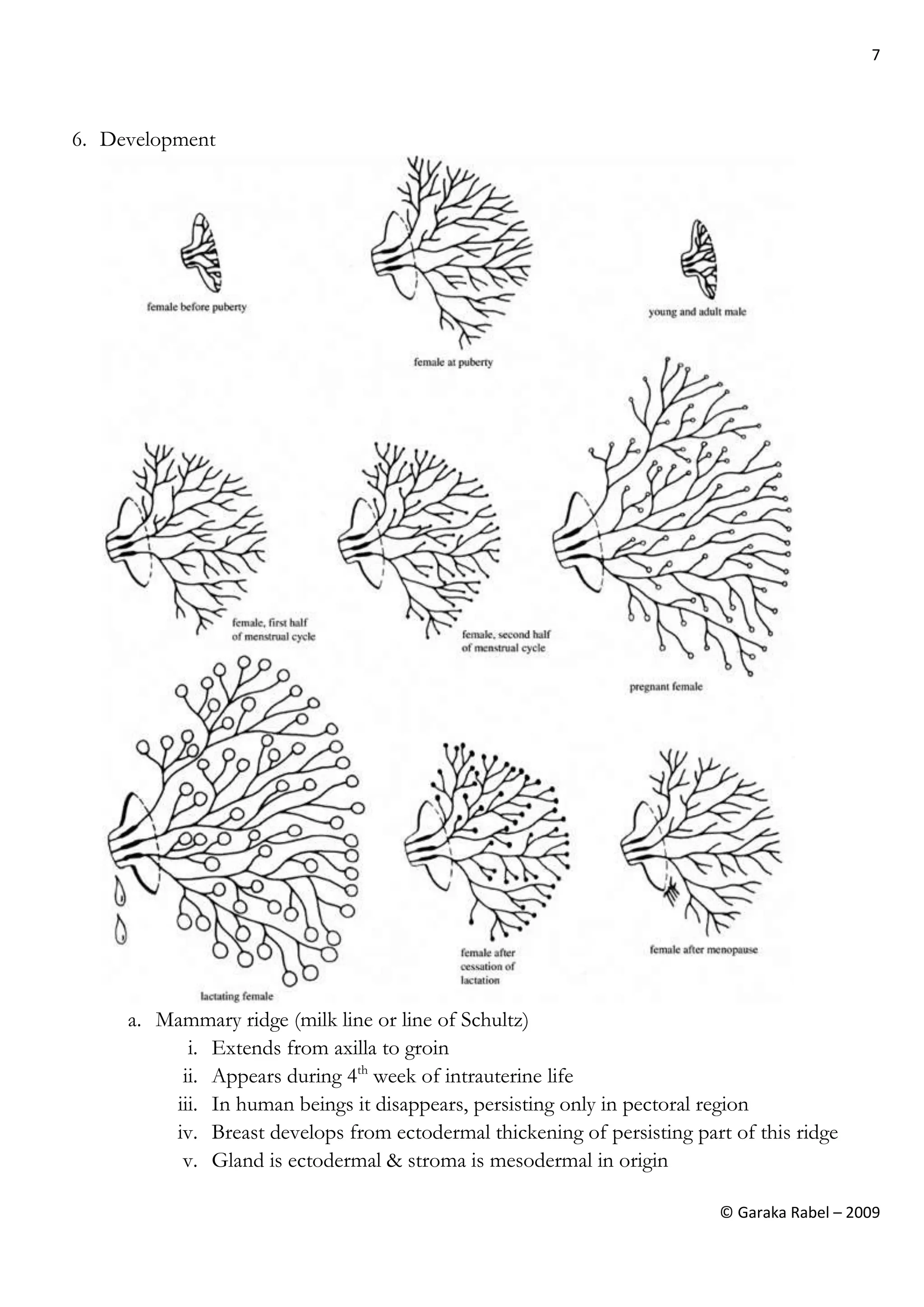 The Anatomy of Breast | DOCX
