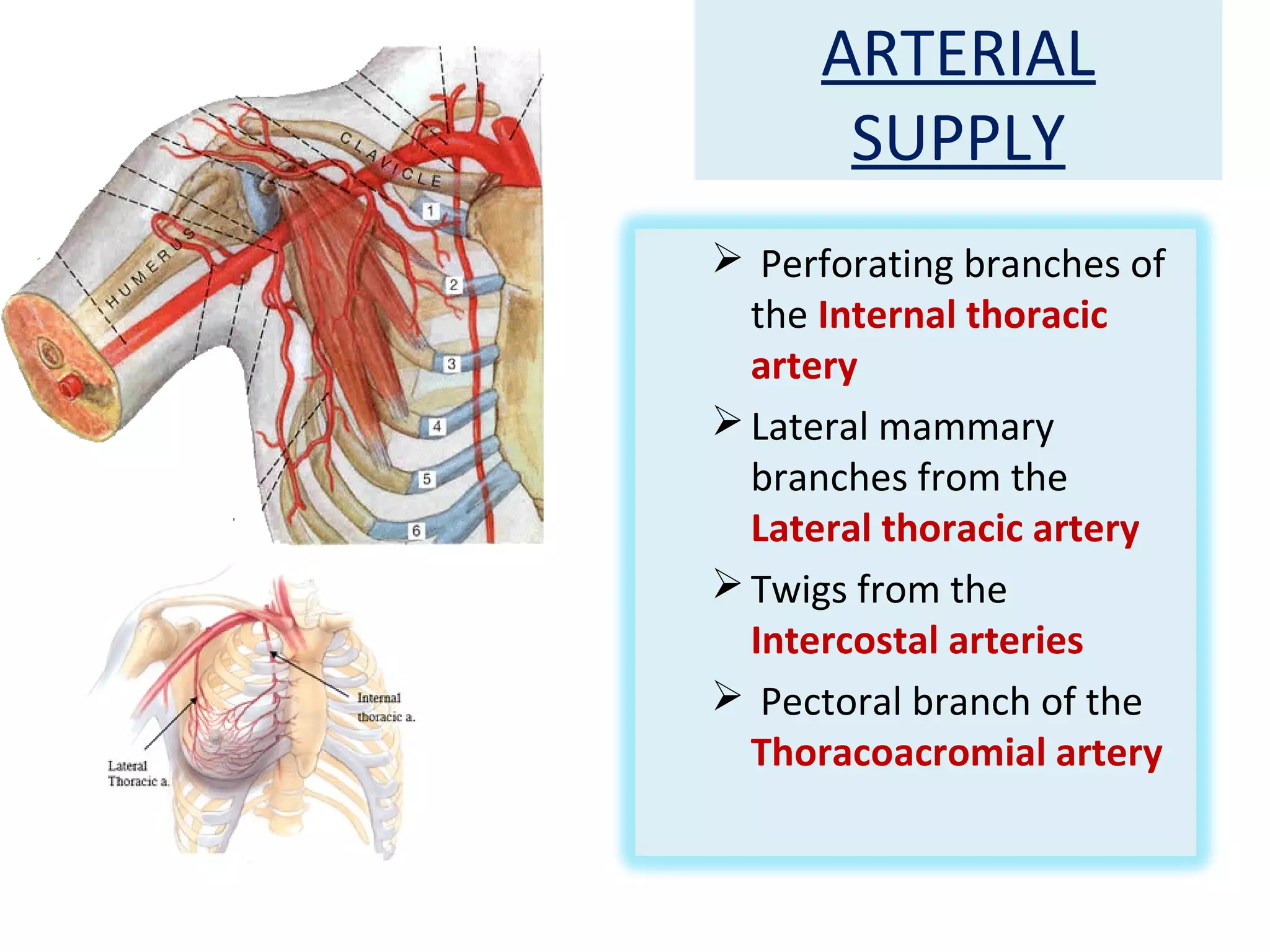 The anatomy of pectoral region | PPT