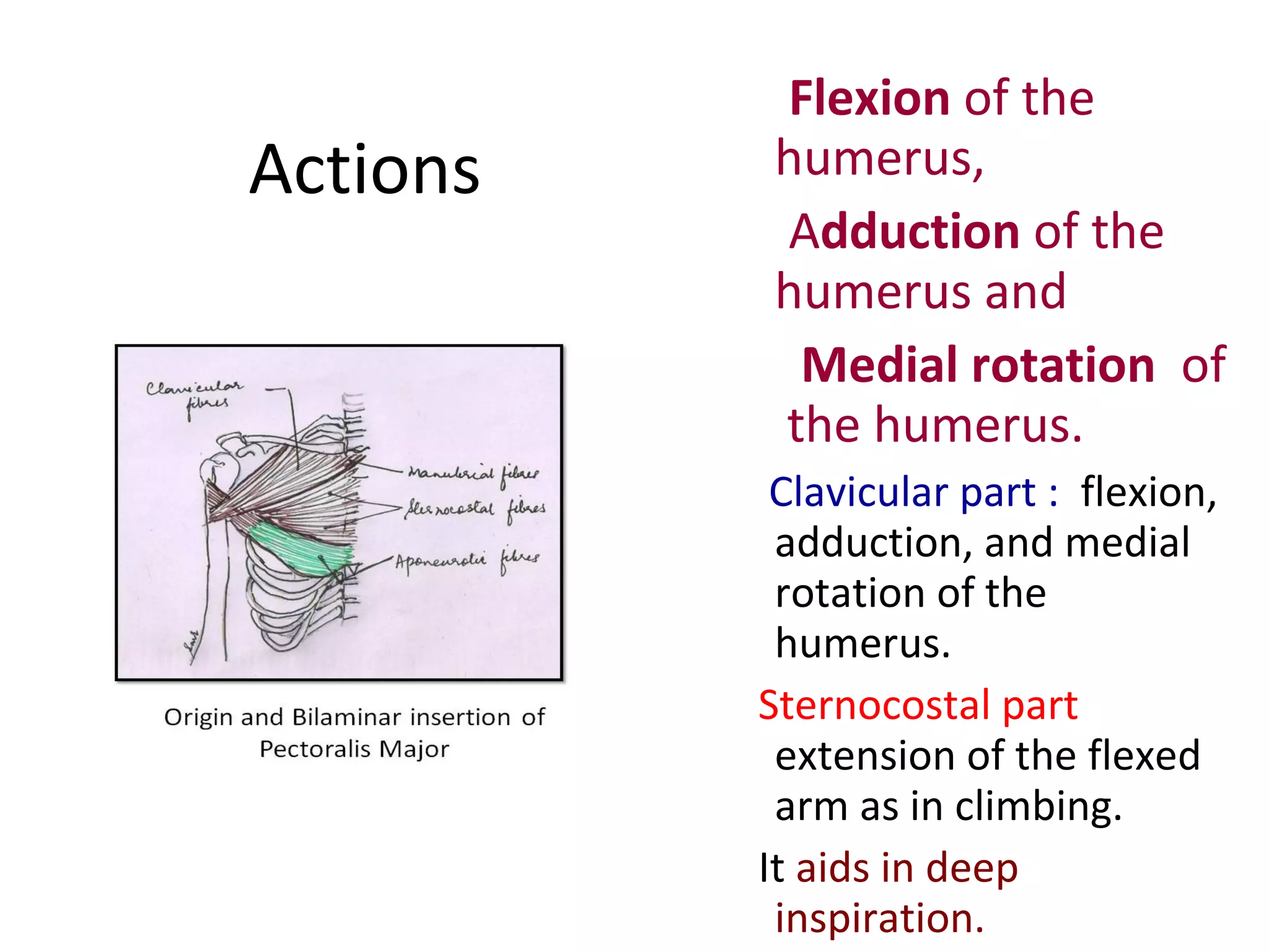 The anatomy of pectoral region | PPT