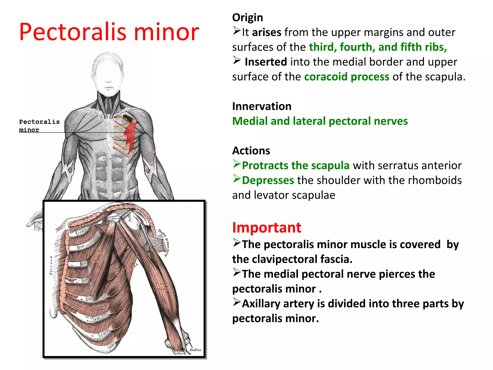 The anatomy of pectoral region | PPT
