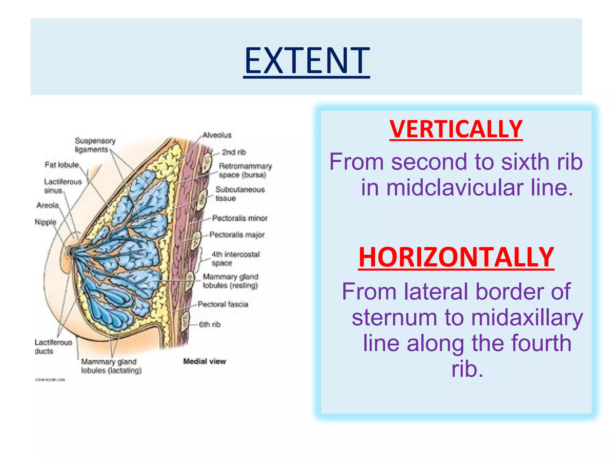 The anatomy of pectoral region | PPT