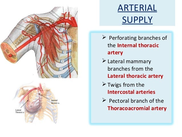 The anatomy of pectoral region