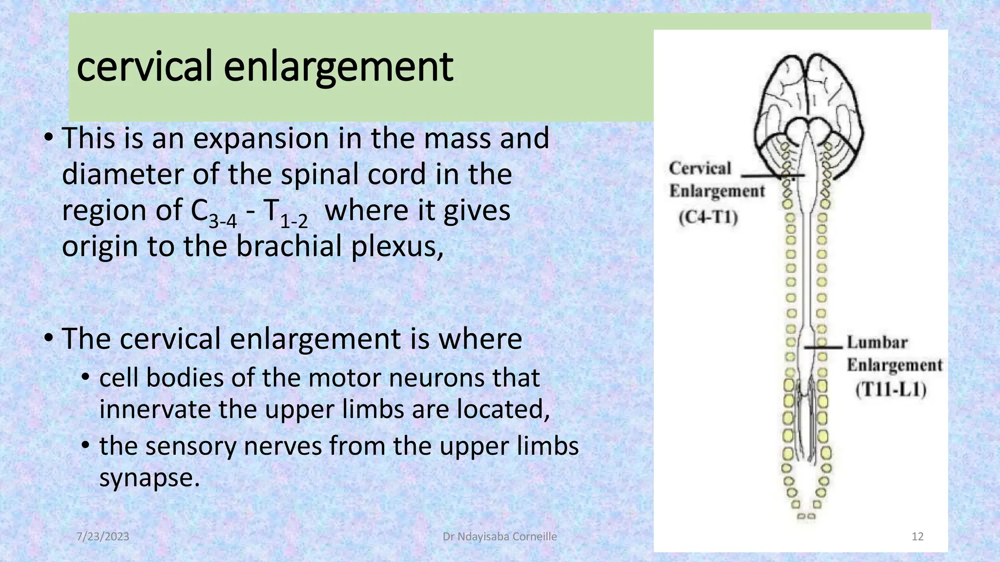 The Anatomy and physiology of Spinal cord | PDF