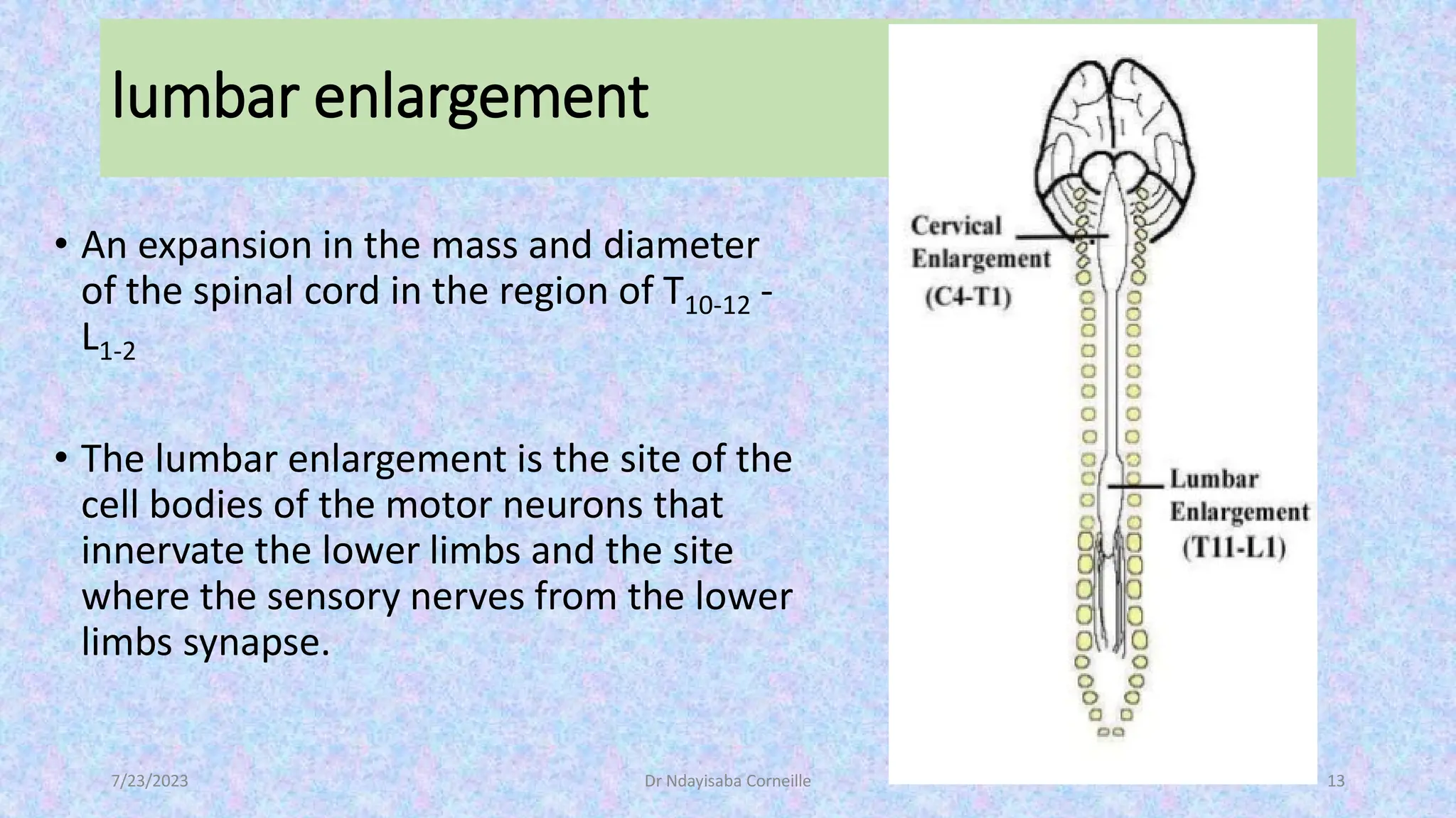 The Anatomy and physiology of Spinal cord | PDF