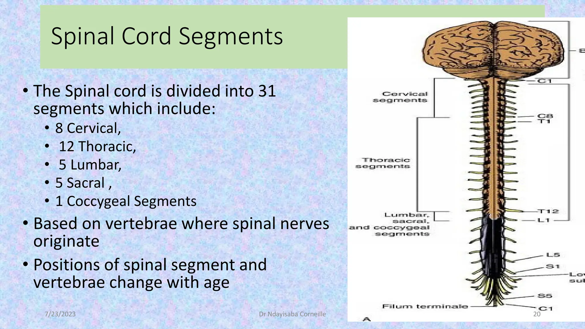 The Anatomy and physiology of Spinal cord | PDF
