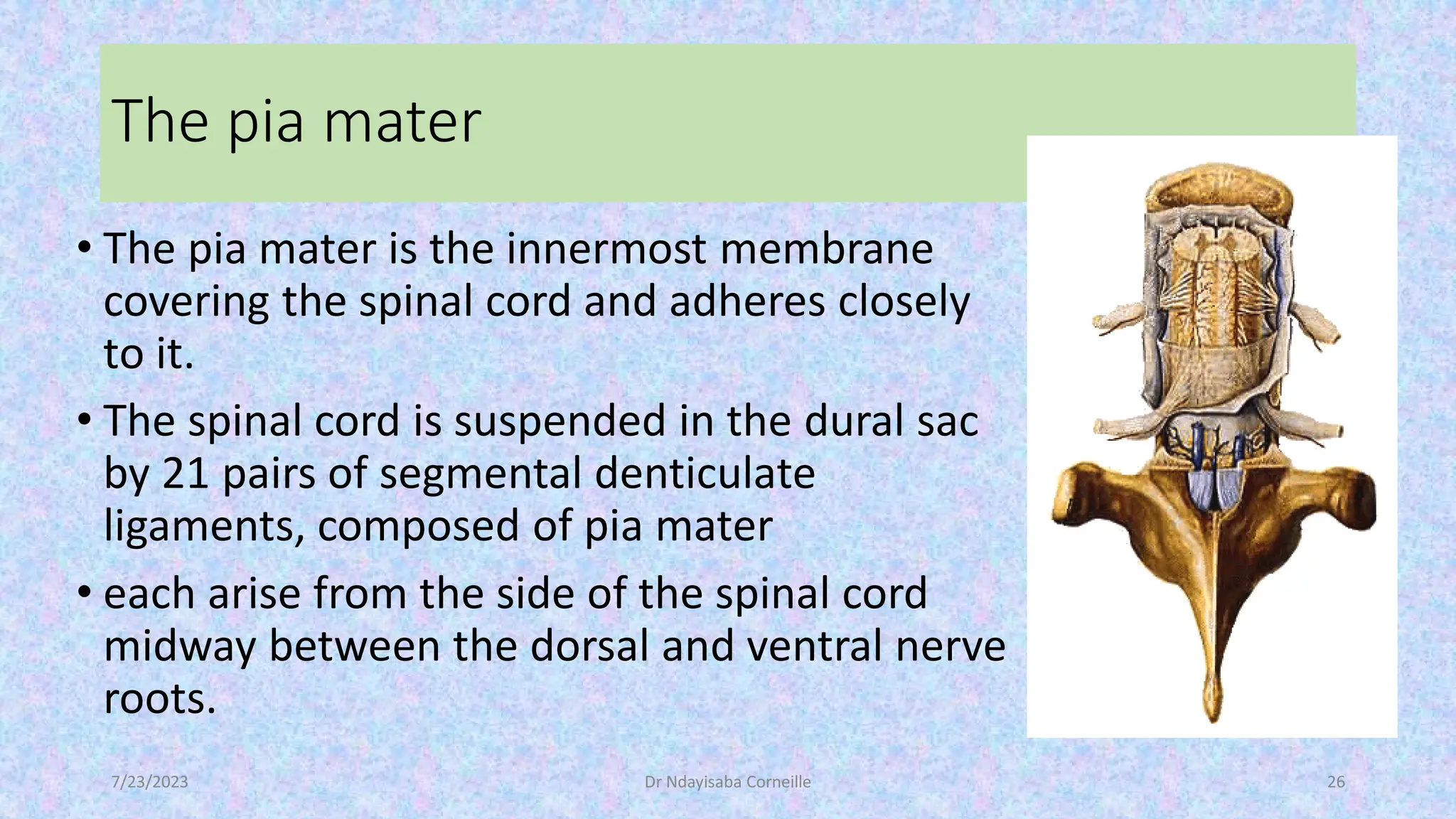 The Anatomy and physiology of Spinal cord | PDF