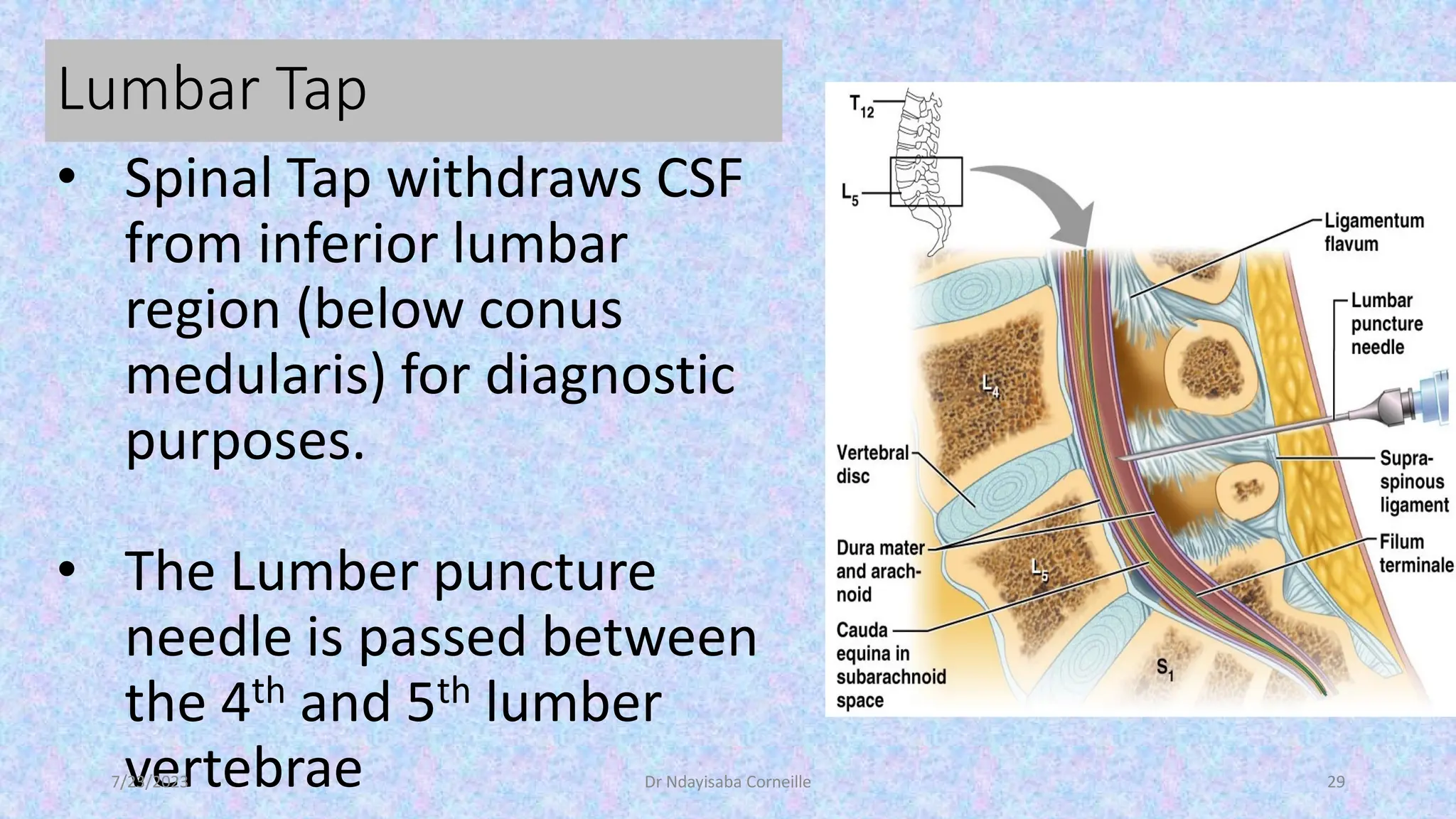 The Anatomy and physiology of Spinal cord | PDF
