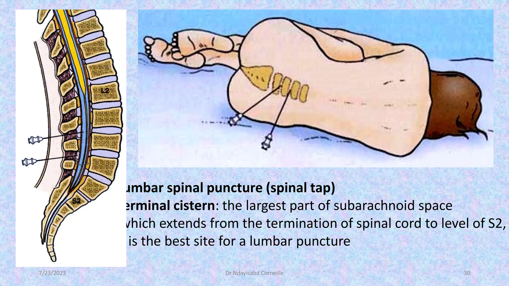The Anatomy and physiology of Spinal cord | PDF