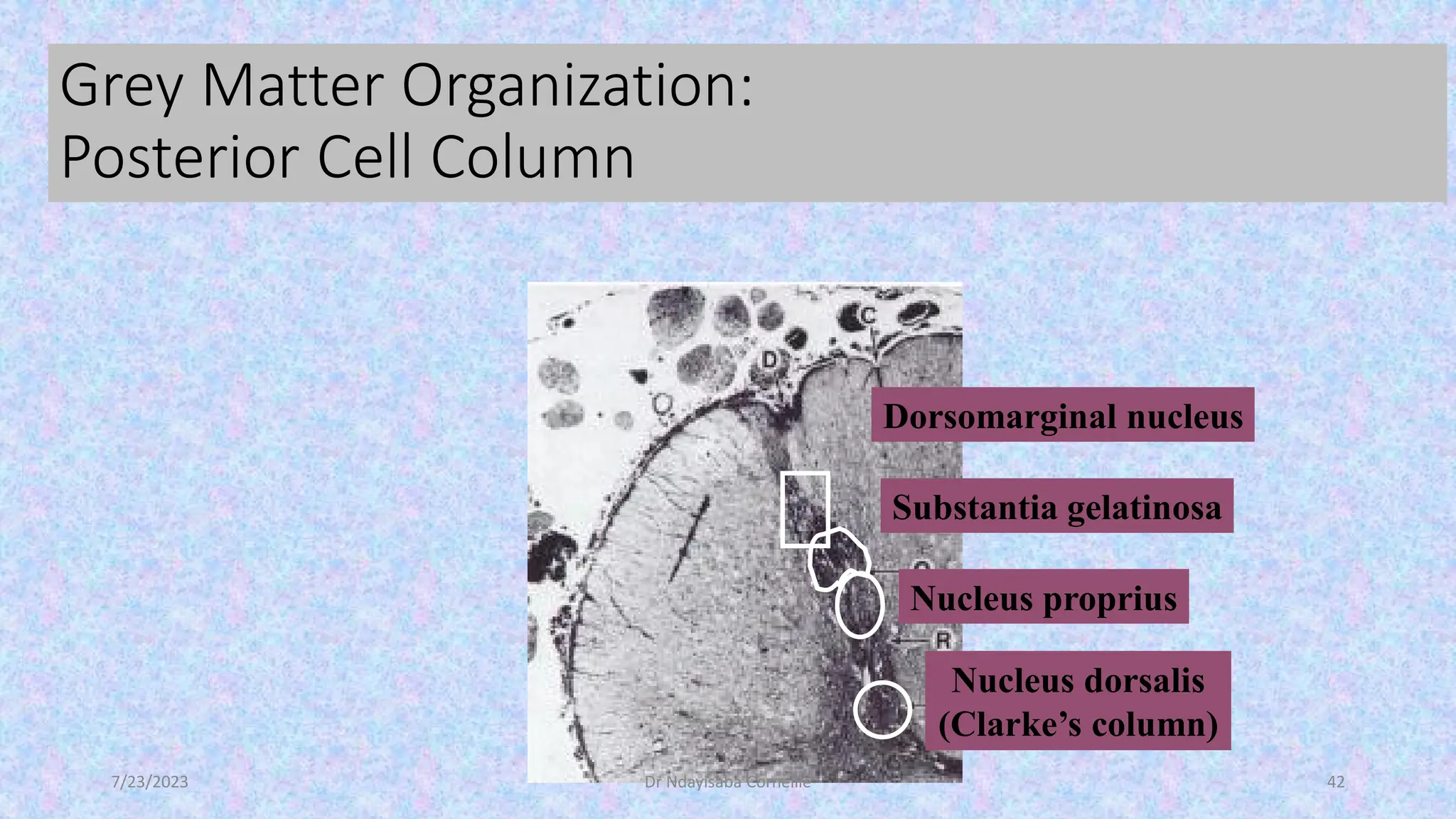 The Anatomy and physiology of Spinal cord | PDF