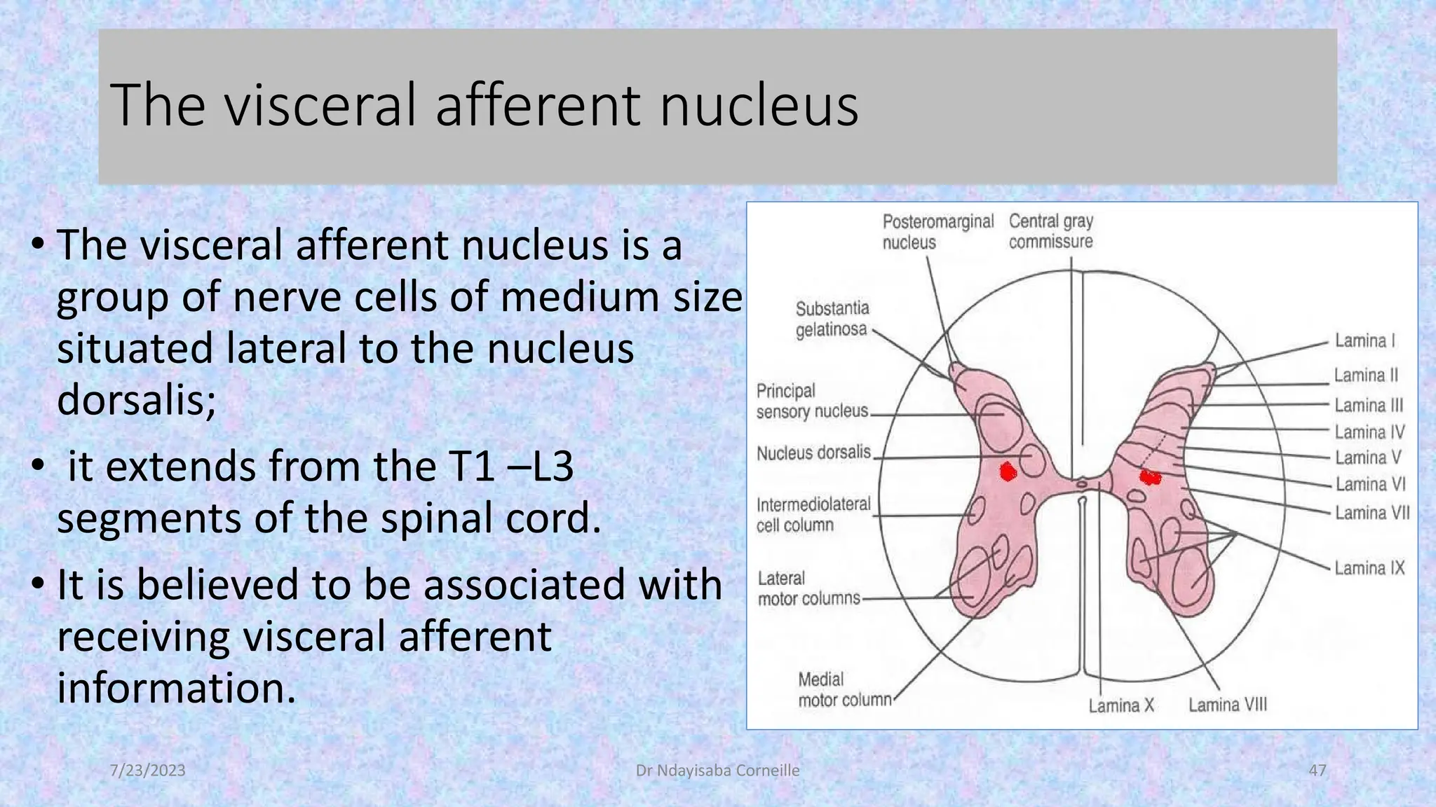 The Anatomy and physiology of Spinal cord | PDF