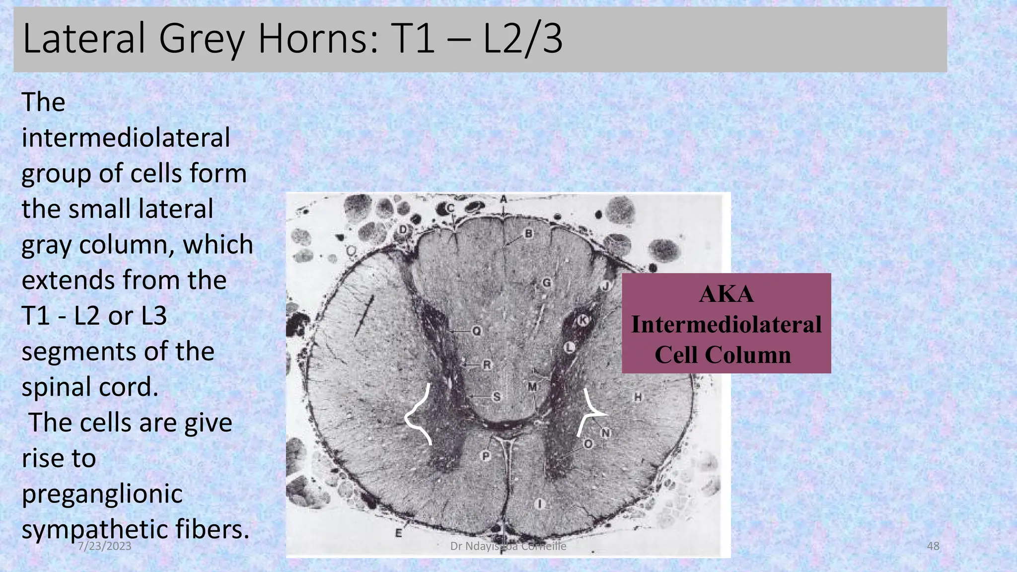 The Anatomy and physiology of Spinal cord | PDF
