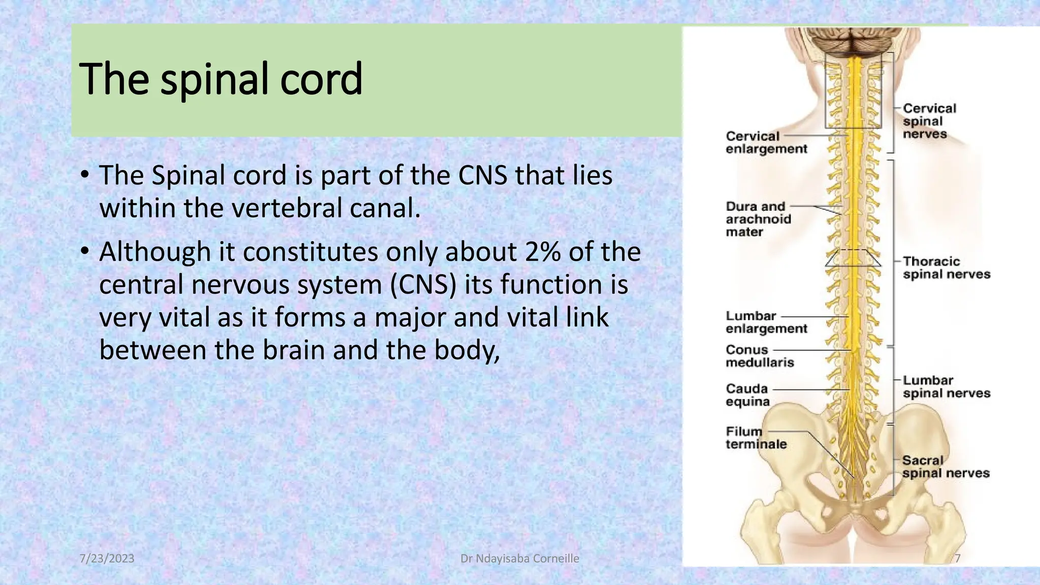 The Anatomy and physiology of Spinal cord | PDF