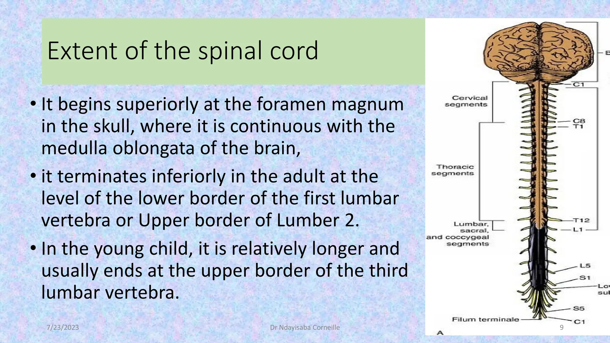The Anatomy and physiology of Spinal cord | PDF