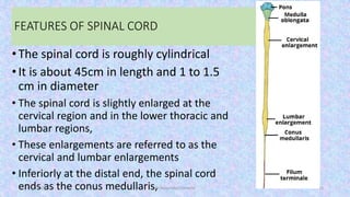 The Anatomy and physiology of Spinal cord | PDF