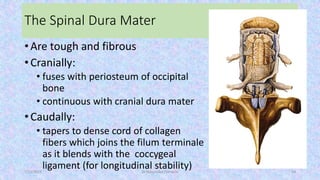 The Anatomy and physiology of Spinal cord | PDF