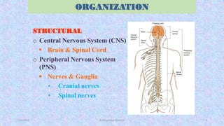 The Anatomy and physiology of Spinal cord | PDF
