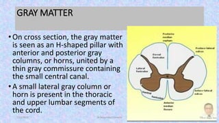 The Anatomy and physiology of Spinal cord | PDF