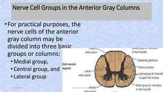 The Anatomy and physiology of Spinal cord | PDF