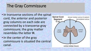 The Anatomy and physiology of Spinal cord | PDF