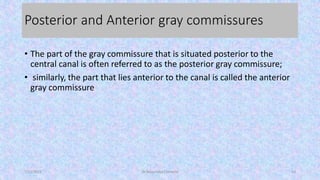 The Anatomy and physiology of Spinal cord | PDF