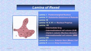 The Anatomy and physiology of Spinal cord | PDF
