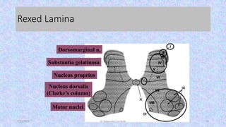 The Anatomy and physiology of Spinal cord | PDF