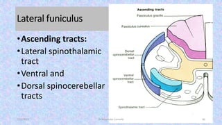 The Anatomy and physiology of Spinal cord | PDF