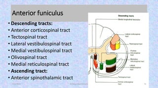 The Anatomy and physiology of Spinal cord | PDF