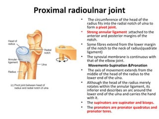 The anatomy of the arm | PPT