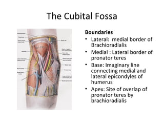 The anatomy of the arm | PPT