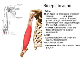 The anatomy of the arm | PPT