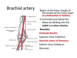 The anatomy of the arm | PPT