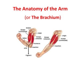 The anatomy of the arm | PPT