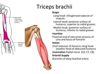 Triceps Brachii Origin And Insertion
