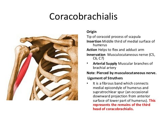 The anatomy of the arm