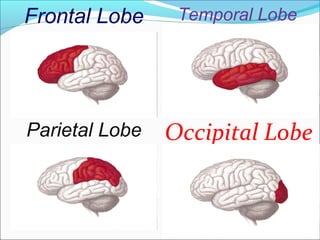 The Anatomy & Physiology of the Brain | PPT