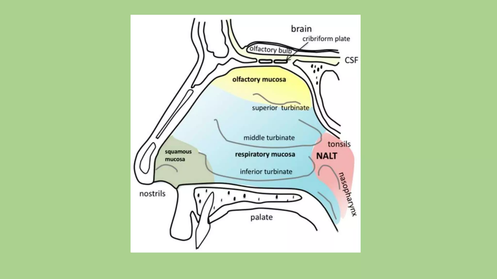 The Anatomy of the Nasal Cavity.pptx