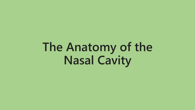The Anatomy of the Nasal Cavity.pptx | Ear, Nose and Throat Conditions ...