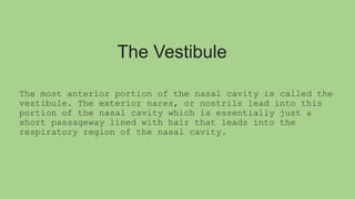 The Anatomy of the Nasal Cavity.pptx