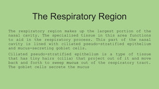 The Anatomy of the Nasal Cavity.pptx | Ear, Nose and Throat Conditions ...