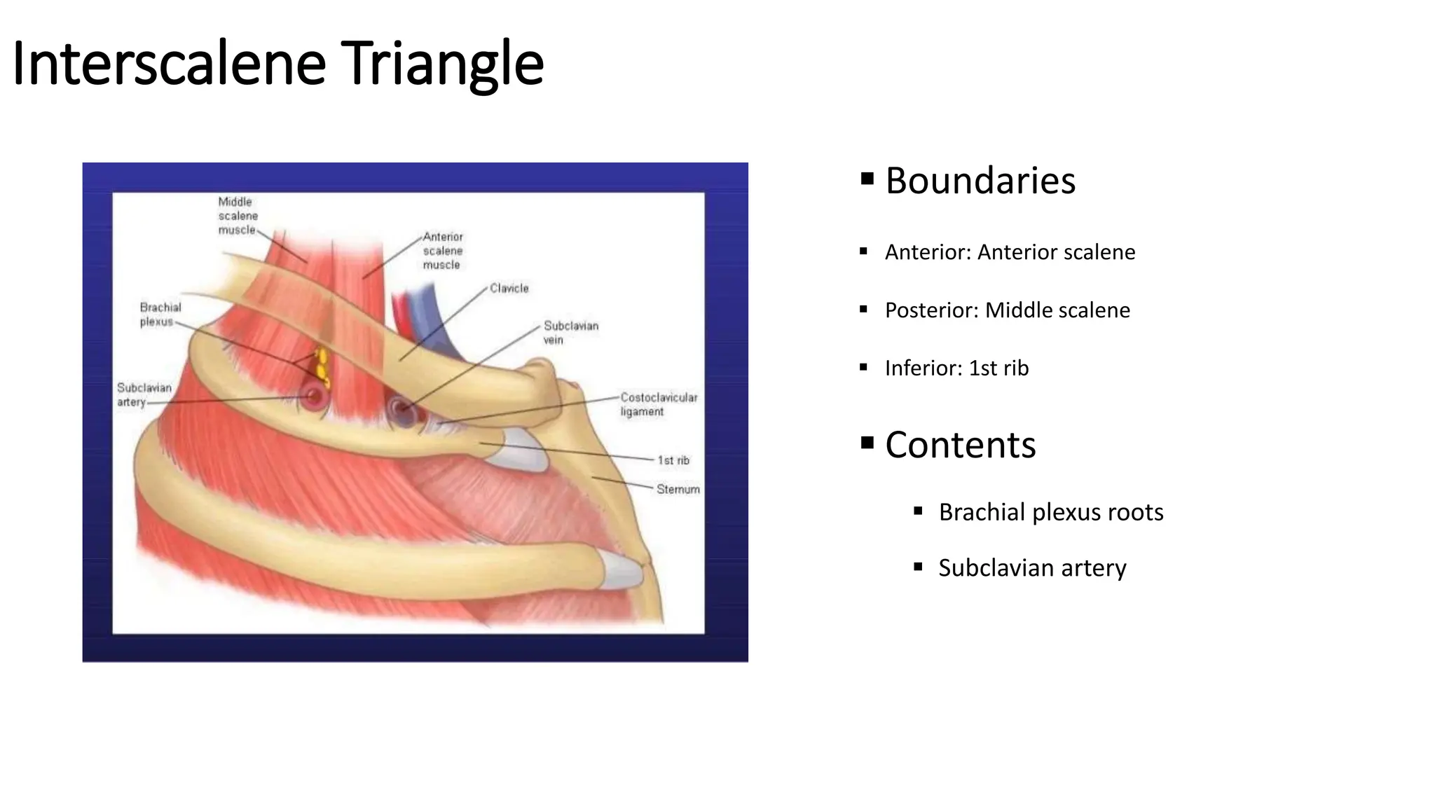 The Anatomy of the Neck.pptx pharynx and larynx | PPT